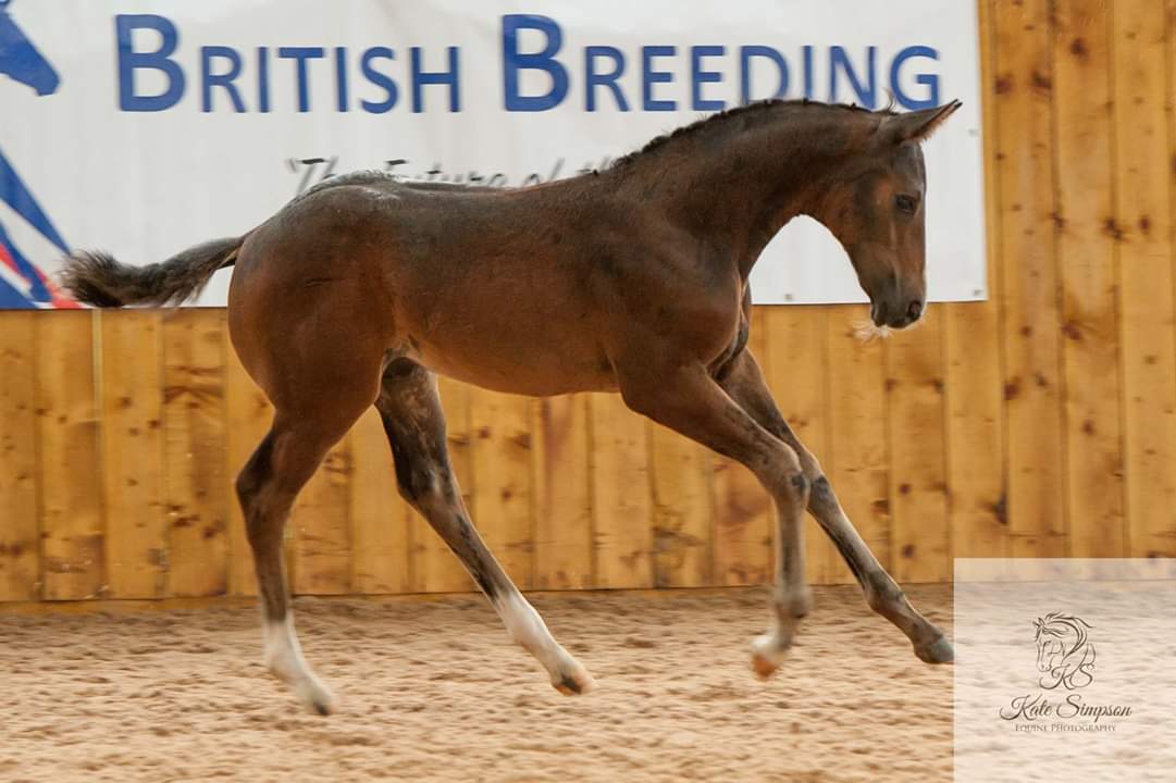 King of Dreams SHS | Stretton Hall Stud